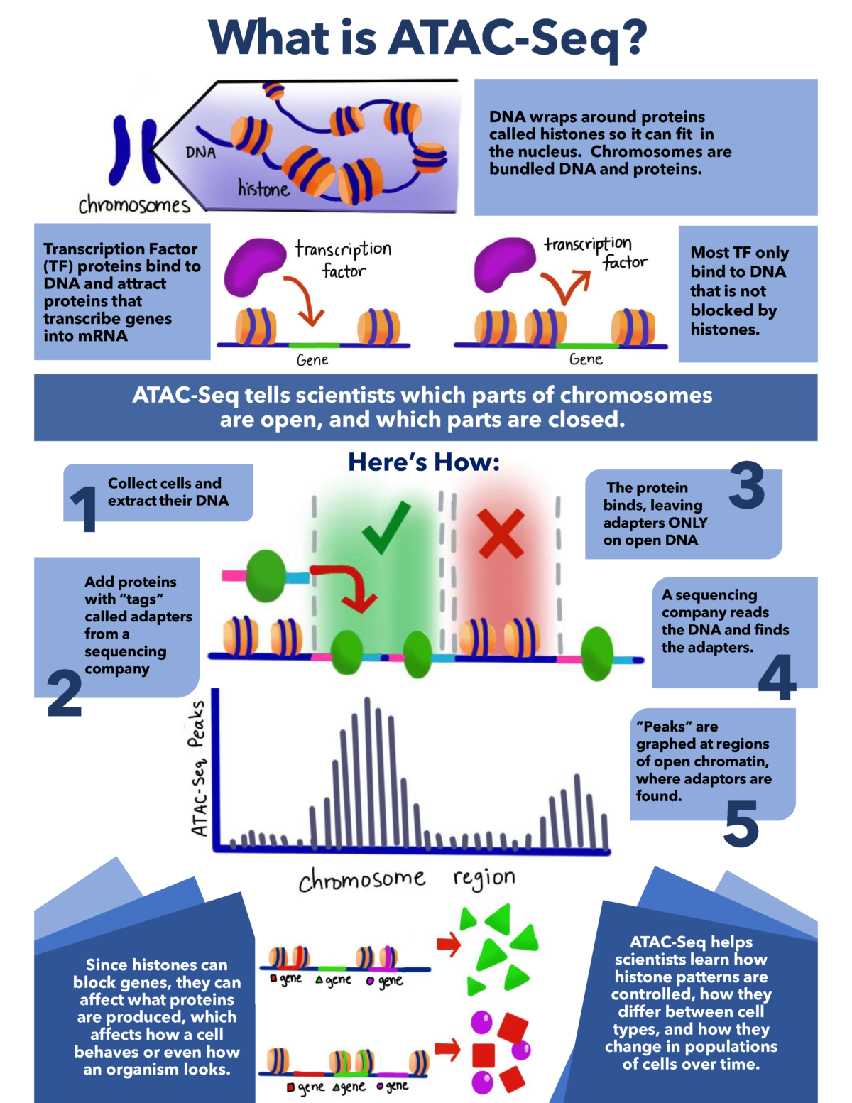 infographics Archives - Lifeology