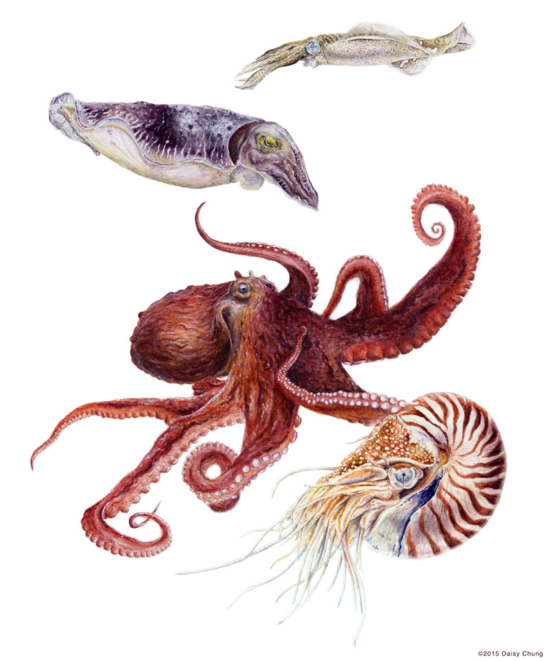 Meet the Science Illustrator - Daisy Chung - Lifeology