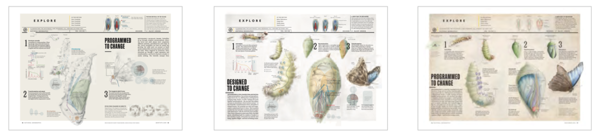 Meet the Science Illustrator - Daisy Chung - Lifeology