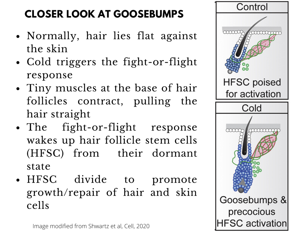 The hair-raising science of goosebumps - Lifeology