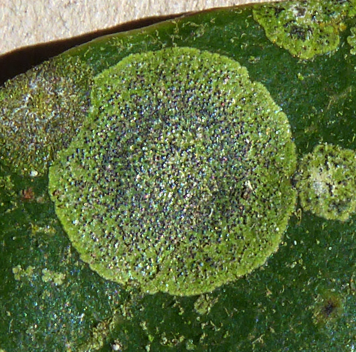 Announcing the Winner of Lifeology's Sept SciArt Challenge - Lifeology