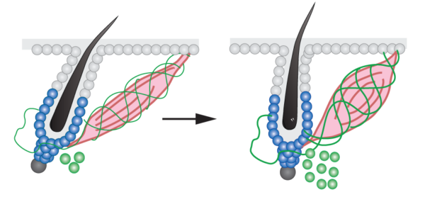 The hair-raising science of goosebumps - Lifeology